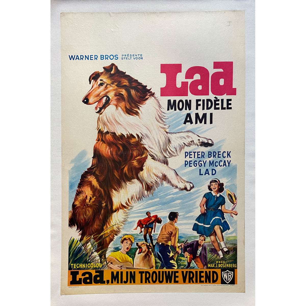 LAD: A DOG Belgian Linenbacked Movie Poster - 14x21 in. - 1962